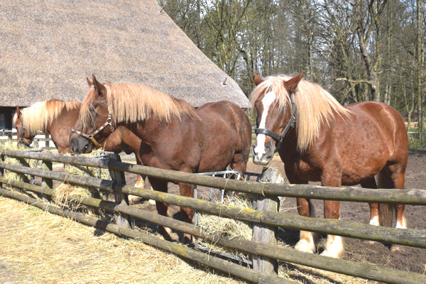 Museumsdorf Volksdorf - Tiere